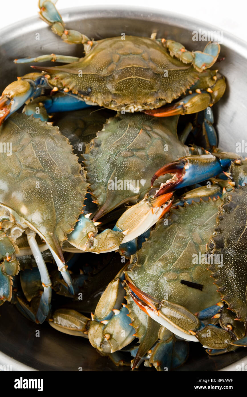 Blue Crab close up shot Stock Photo - Alamy