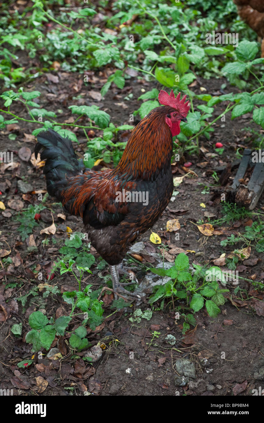 Colorful rooster close up shot Stock Photo - Alamy
