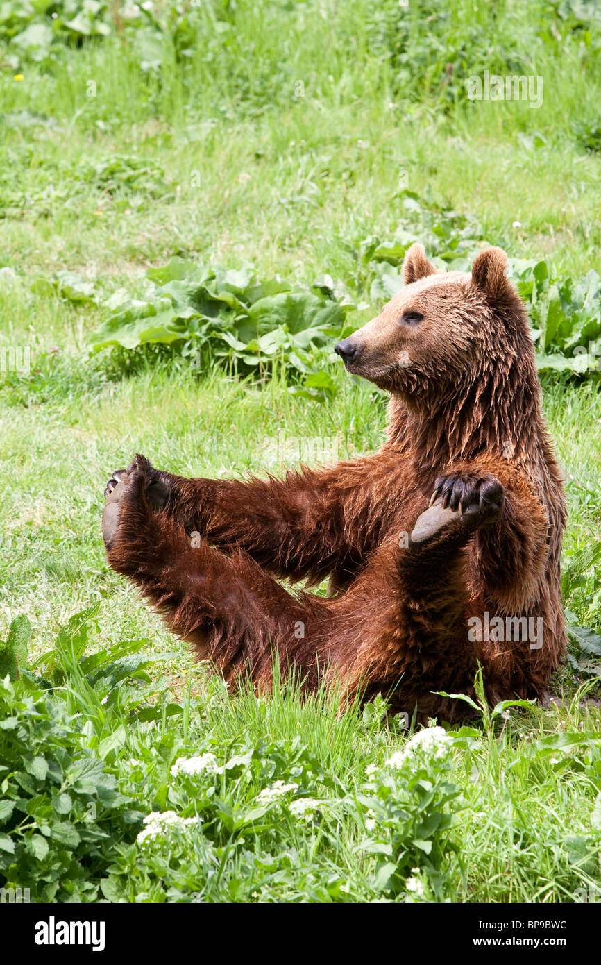 Female Brown Bear Doing She Body Building Exercise Stock Photo - Alamy