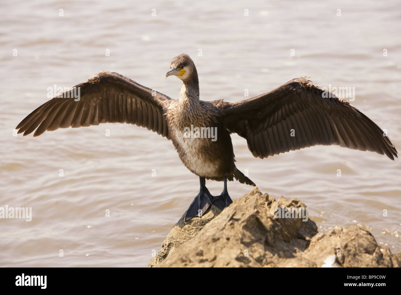 Medium Telephoto Lenses Shot From Small Distance Stock Photo - Alamy