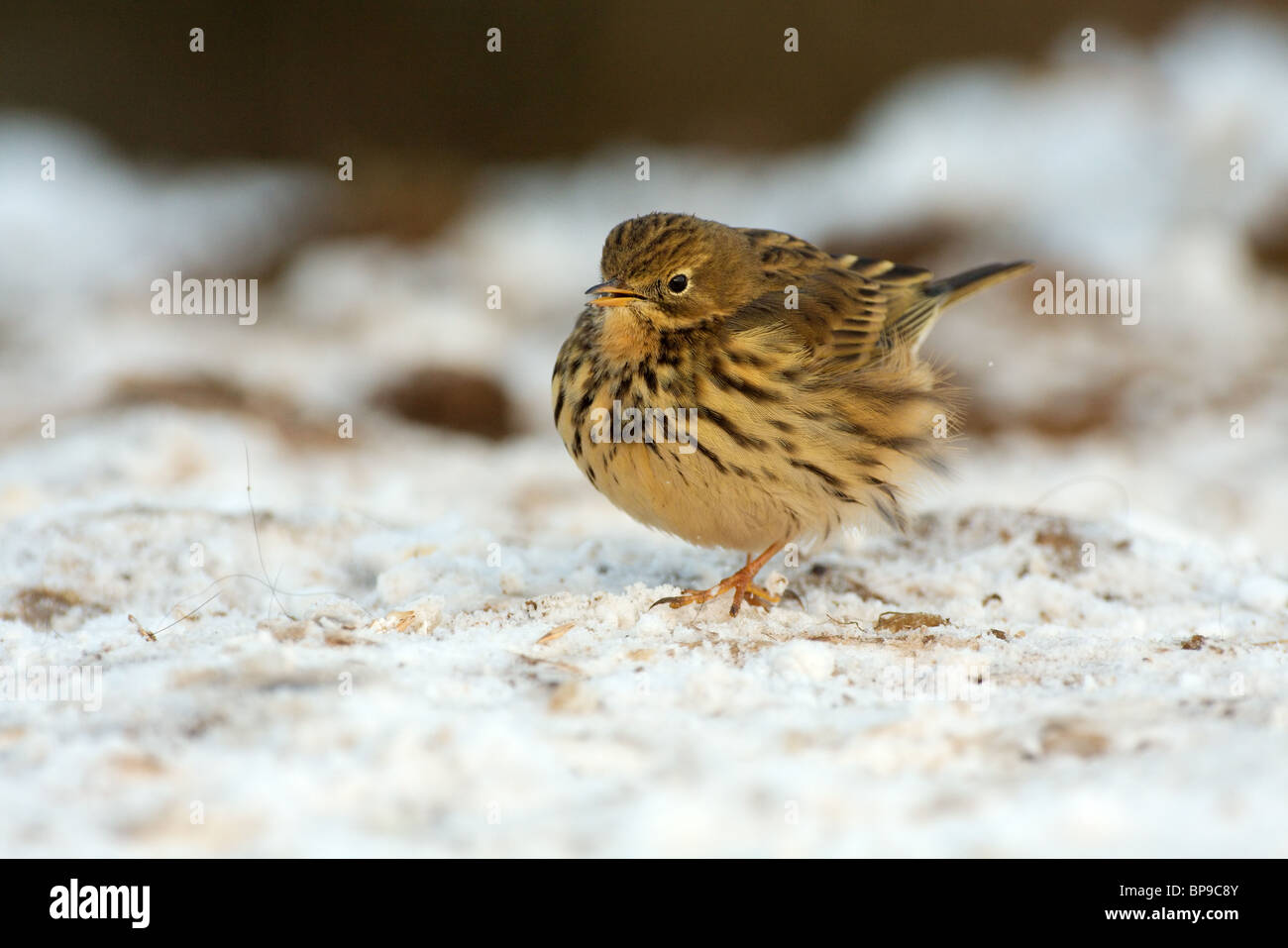 Pipit species hi-res stock photography and images - Alamy
