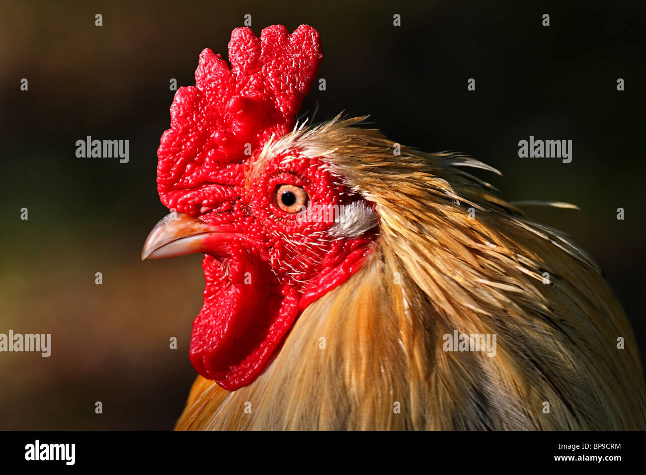 Chicken High Resolution Stock Photography and Images - Alamy