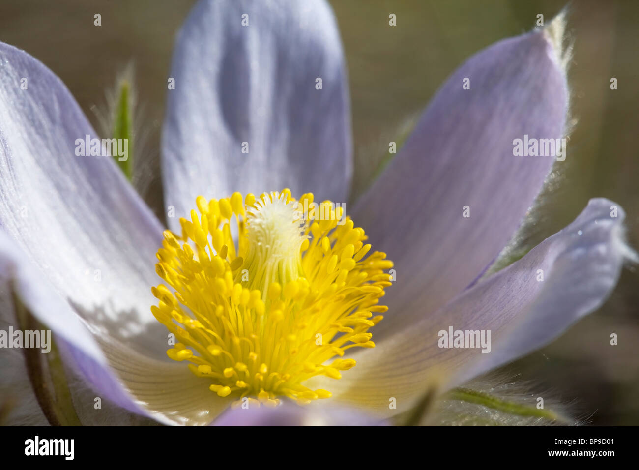 Prairie crocus canada hi-res stock photography and images - Alamy