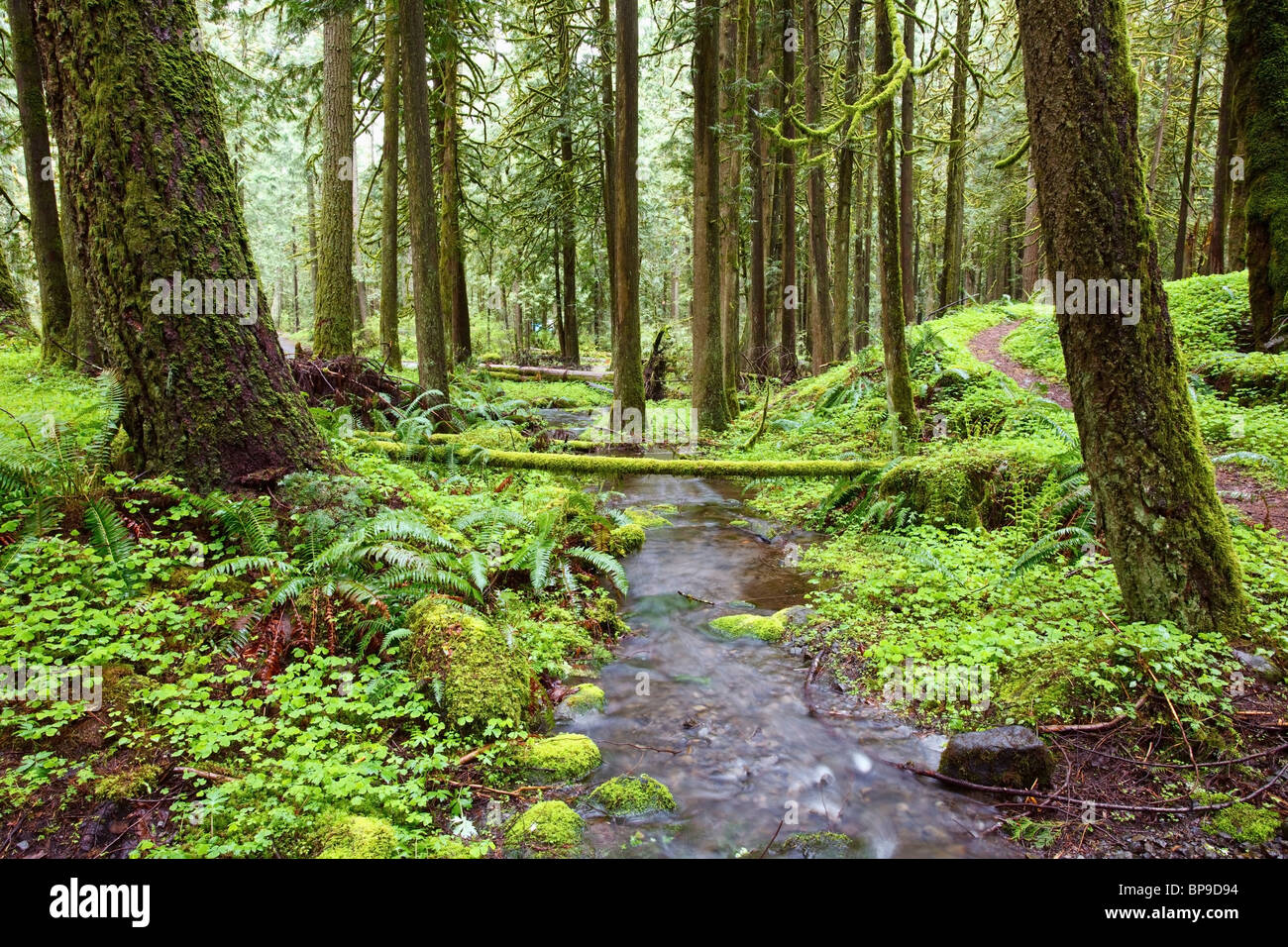 oregon, united states of america; a trail and stream going through ...