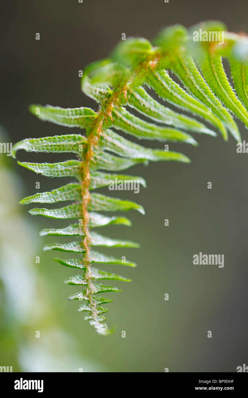 oregon, united states of america; a fern branch on mount hood in the ...
