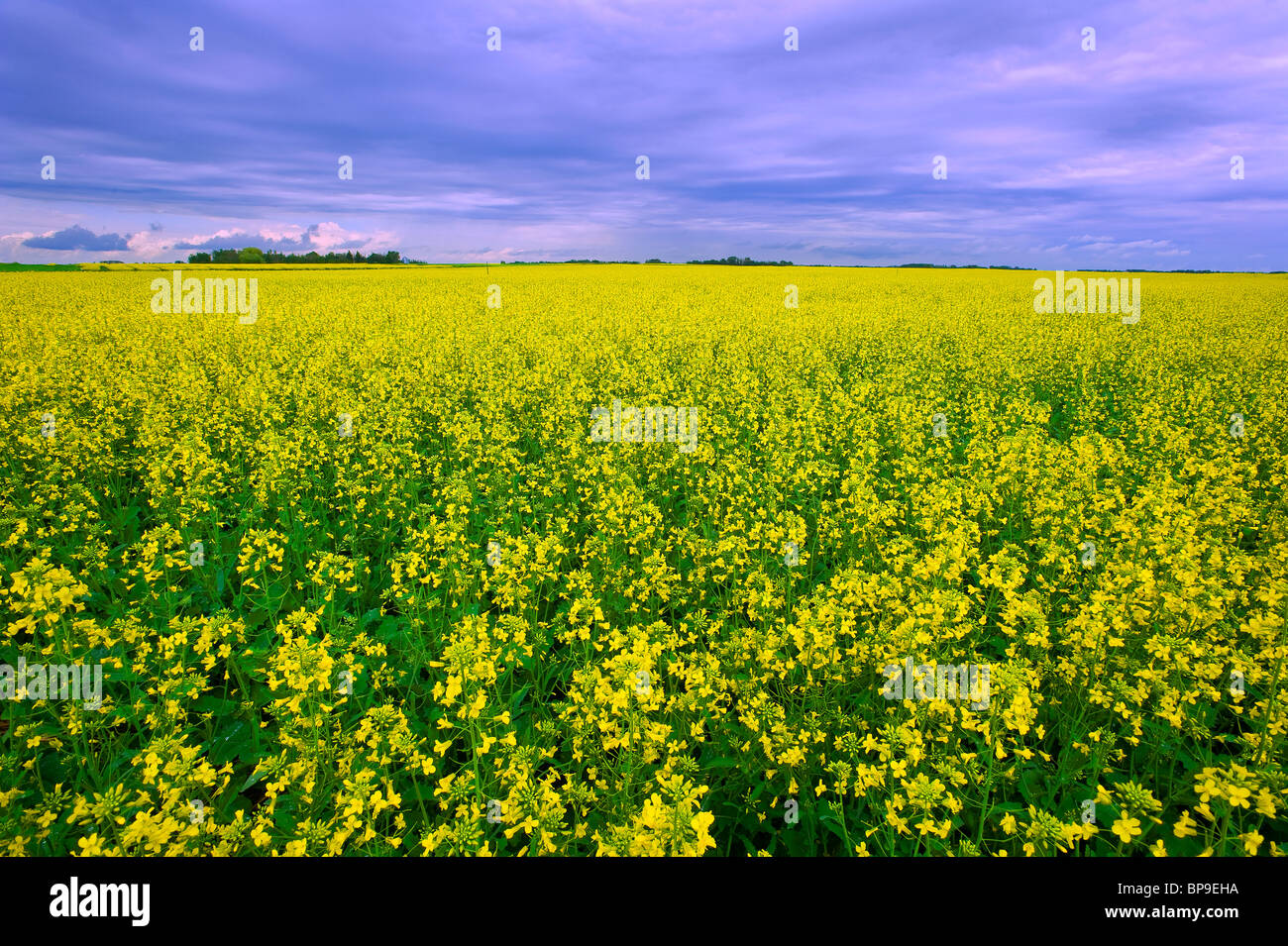 A farm field of a crop of canola Stock Photo - Alamy