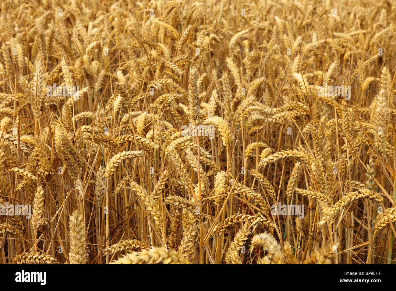Field of ripe wheat Stock Photo - Alamy