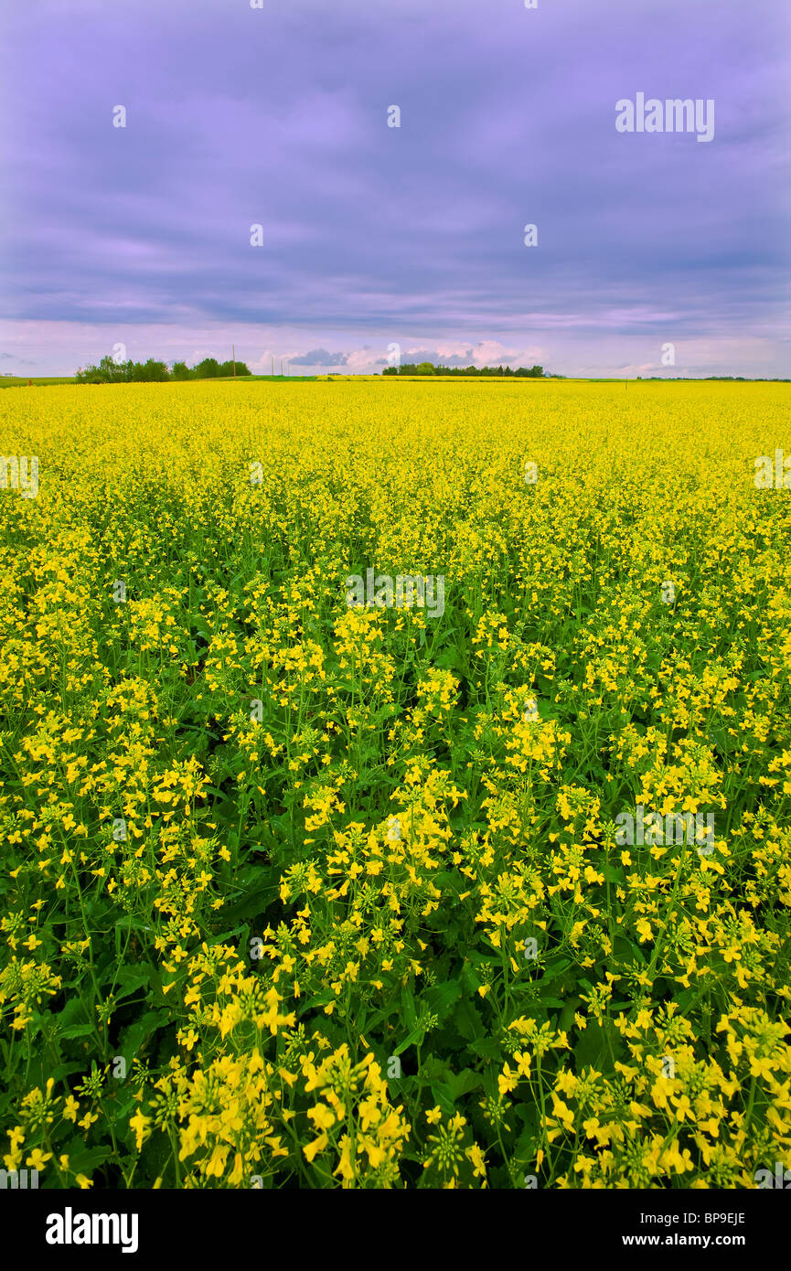 A farm field of a crop of canola Stock Photo - Alamy