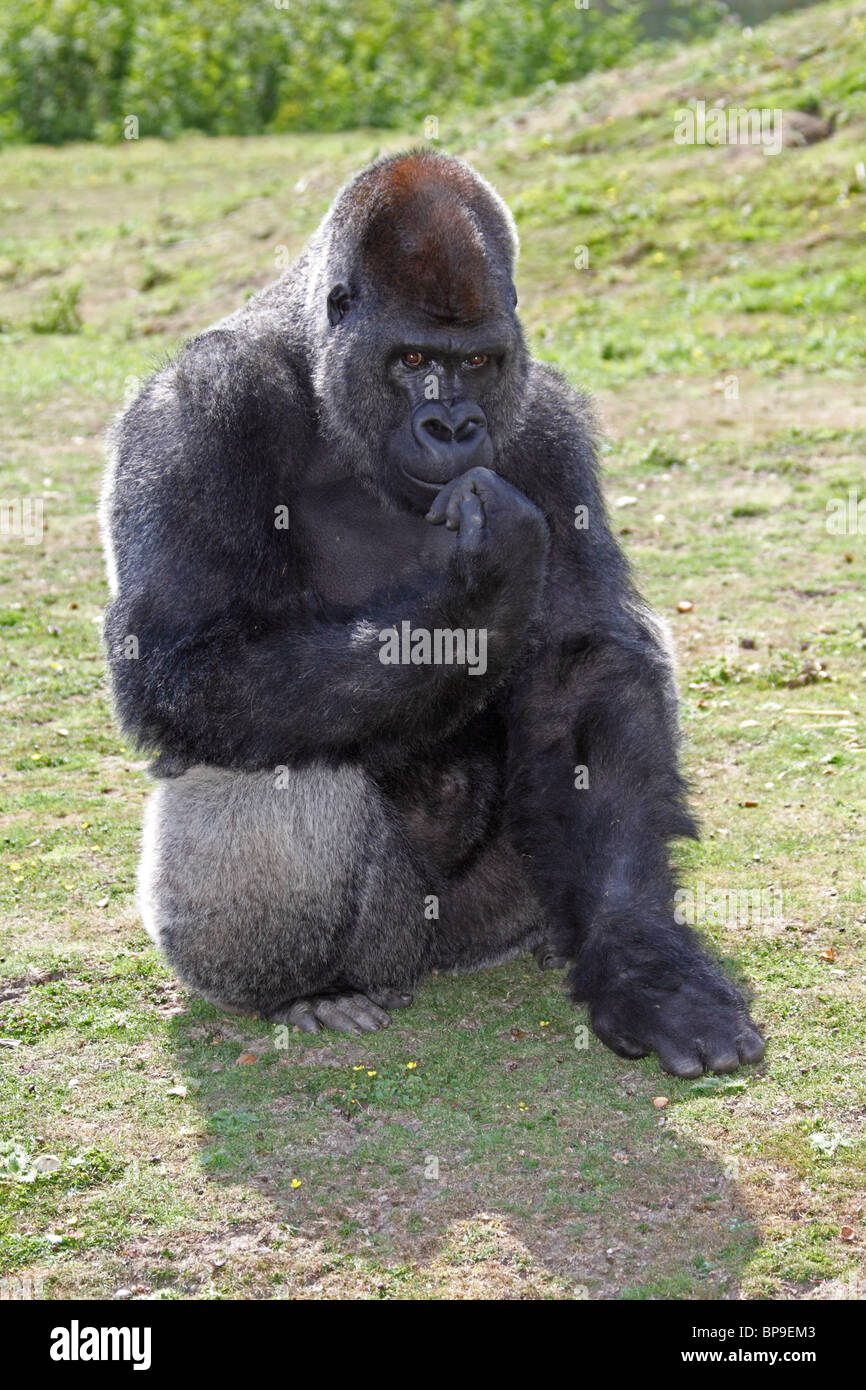 Gorila feet hi-res stock photography and images - Alamy