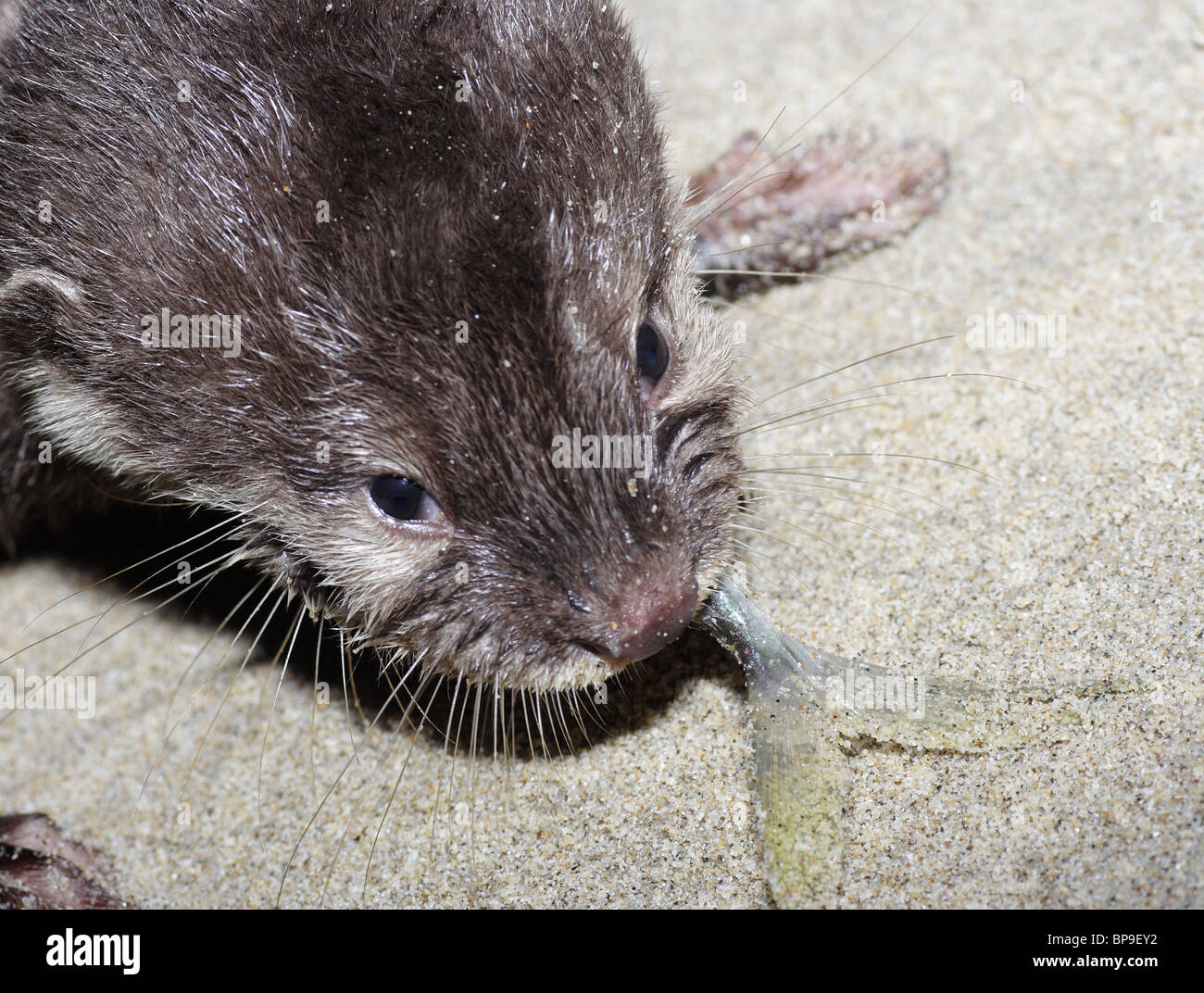 Beaver eating a fish Stock Photo - Alamy