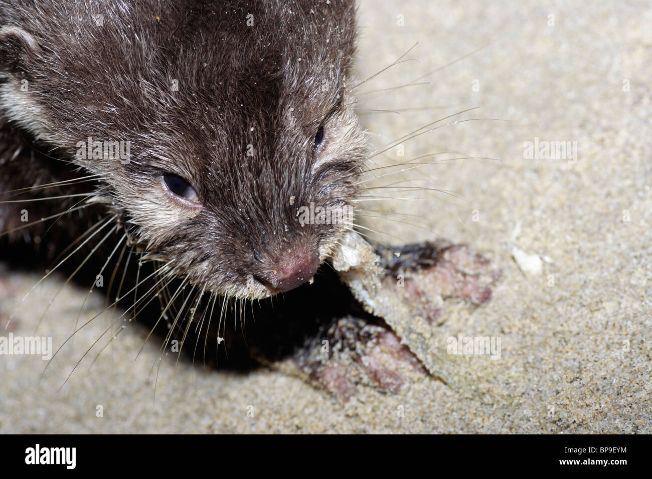 A beaver eating fish Stock Photo - Alamy