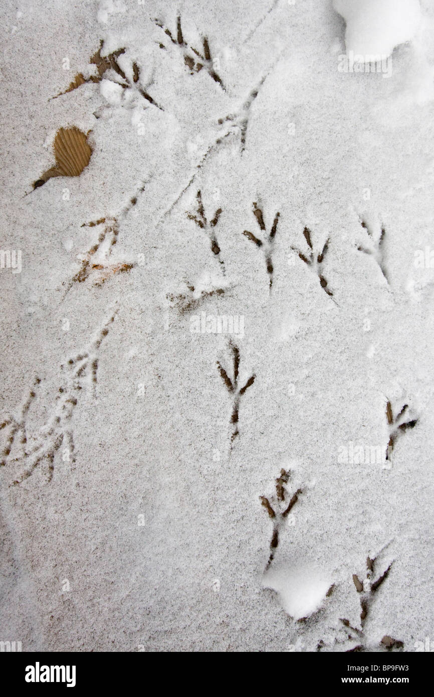 Bird prints in snow Stock Photo - Alamy