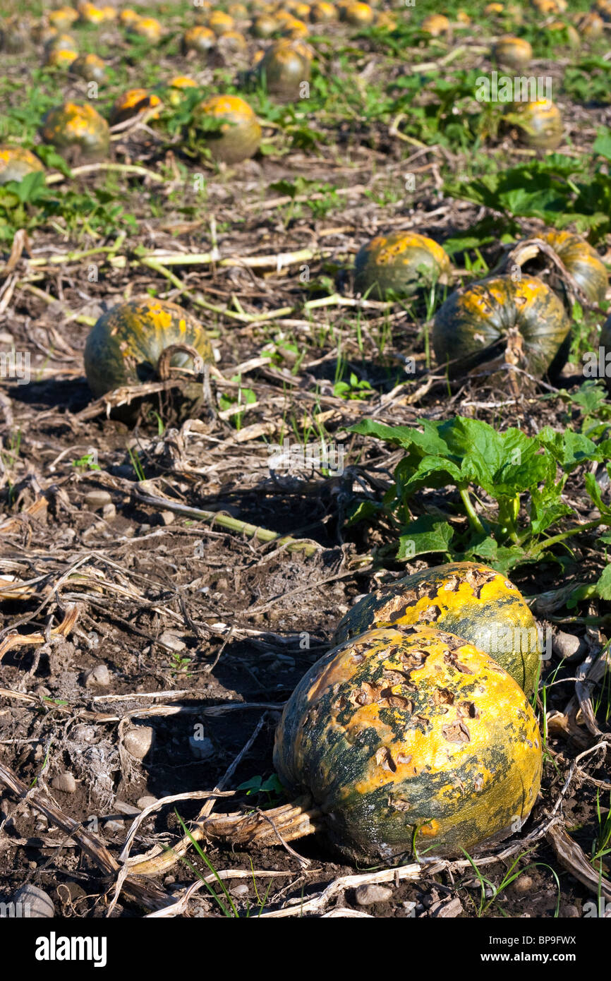 Rotten vegetable field hi-res stock photography and images - Alamy