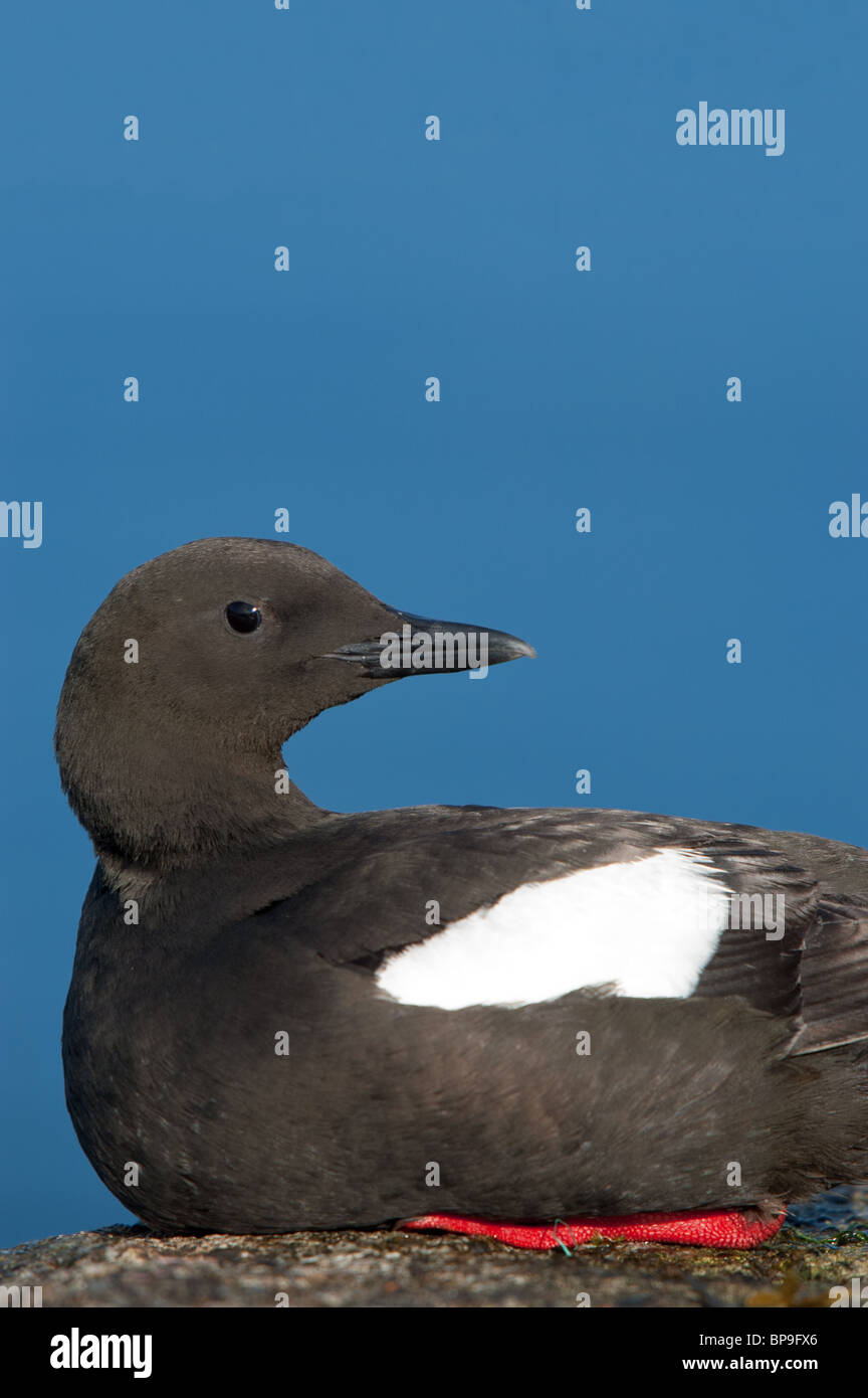 Black guillemot Cepphus grylle Stock Photo - Alamy