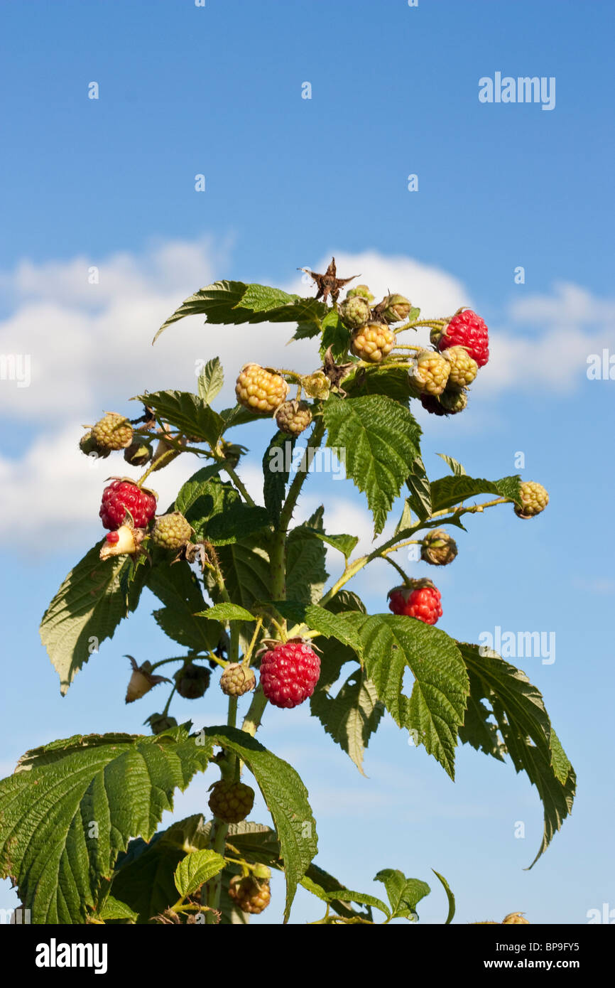 Raspberry bush with blue sky and some clouds Stock Photo - Alamy