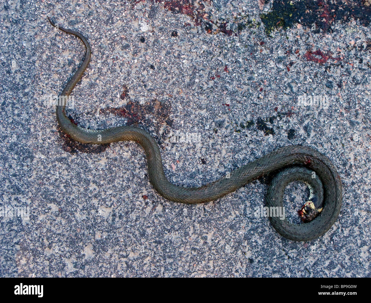 Run over snake hi-res stock photography and images - Alamy