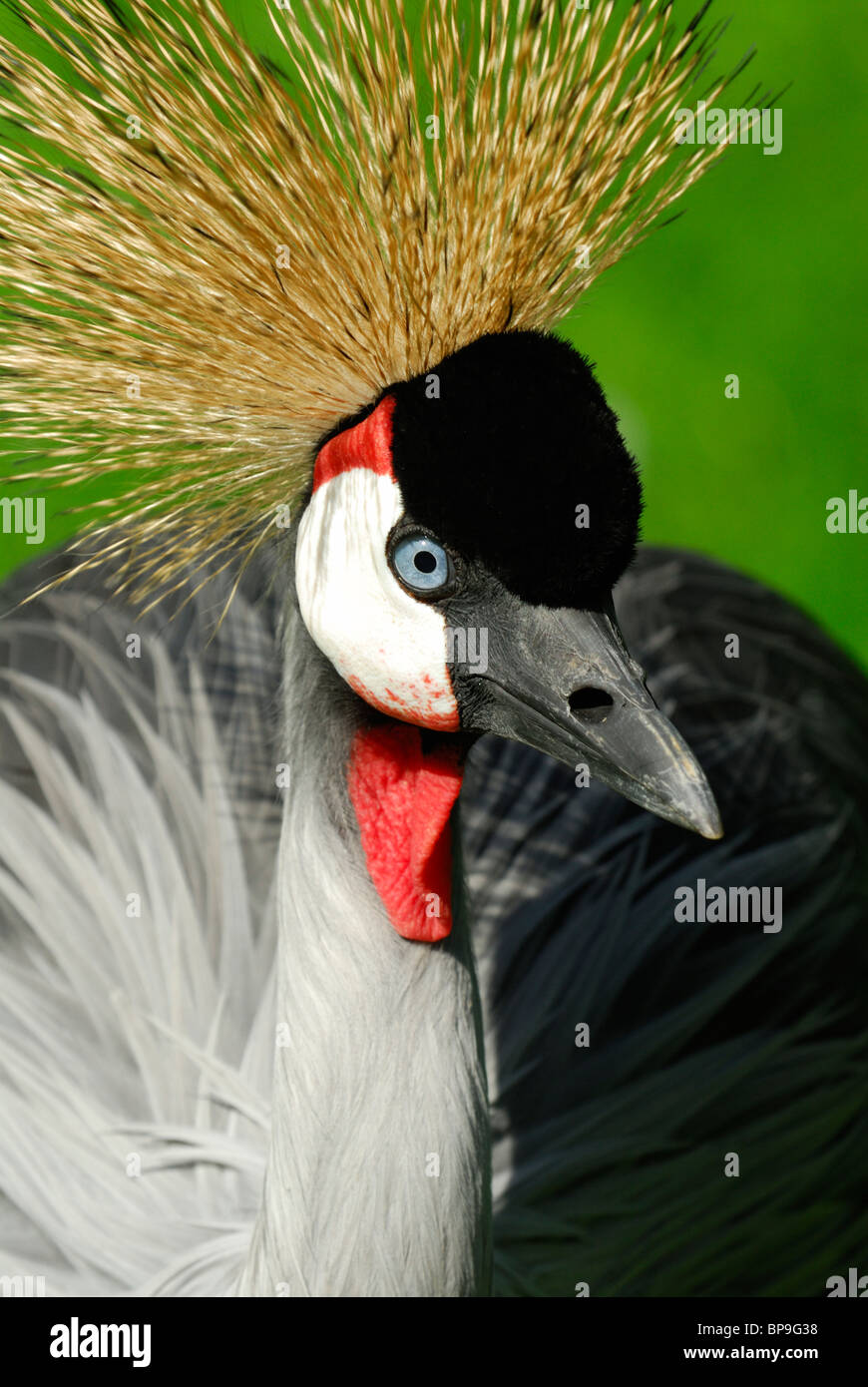 Crested crown hi-res stock photography and images - Alamy