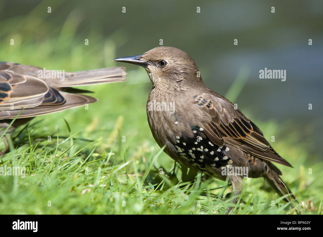 Juvenile Starling