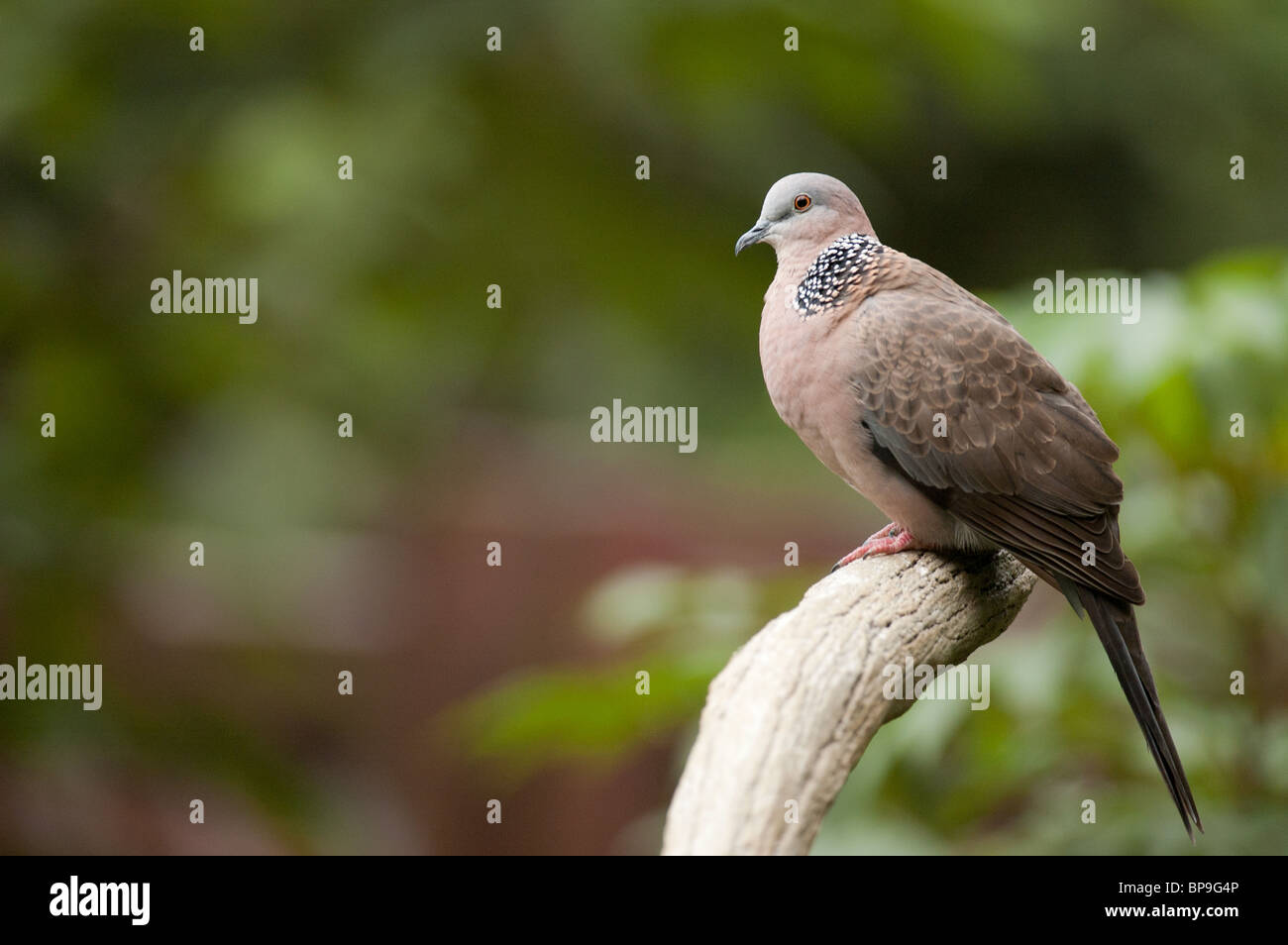 Spotted Turtle-dove Streptopelia chinensis Stock Photo - Alamy