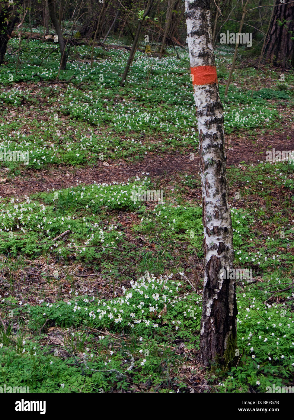 Orange anemone flower hi-res stock photography and images - Alamy