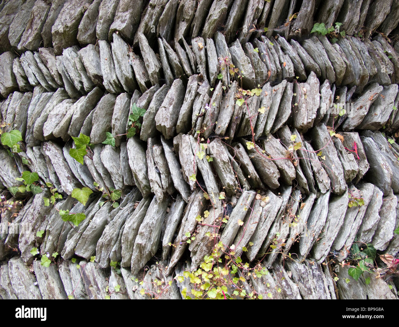 Detail of a traditional slate stone wall in north Devon Stock Photo - Alamy