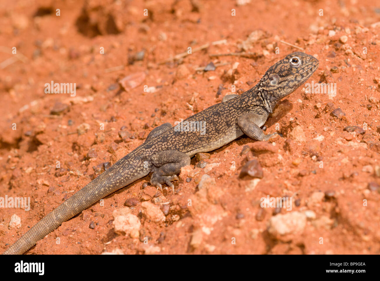 Small lizard Australia Stock Photo - Alamy