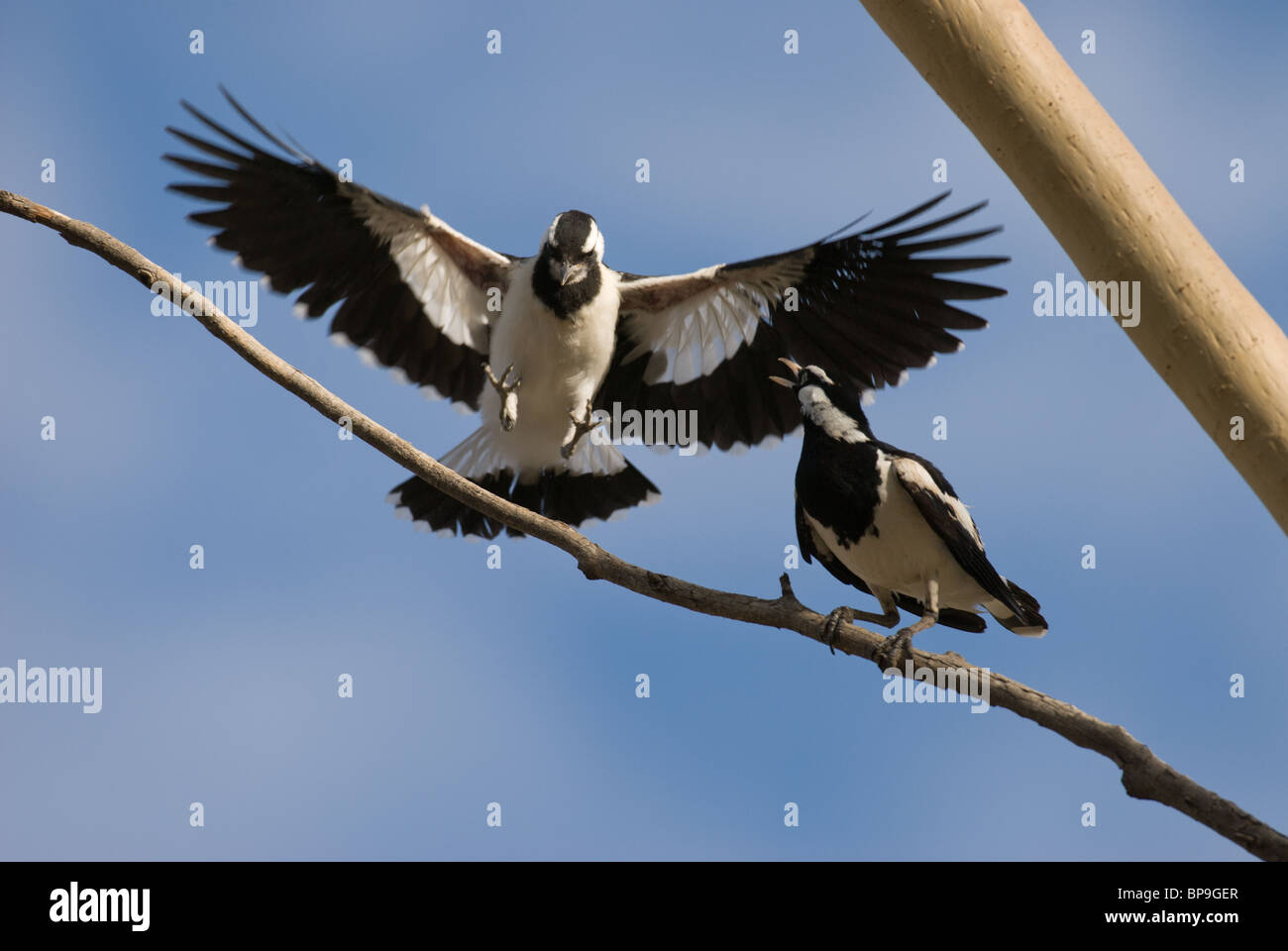 Australian Magpie Lark Grallina cyanoleuca Stock Photo - Alamy