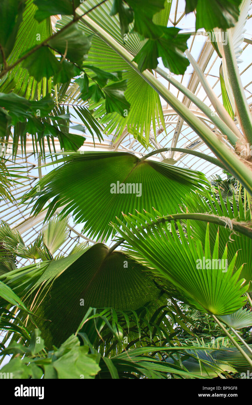 Palm leaves in the Victorian Palm House at Kew Gardens, London, England ...