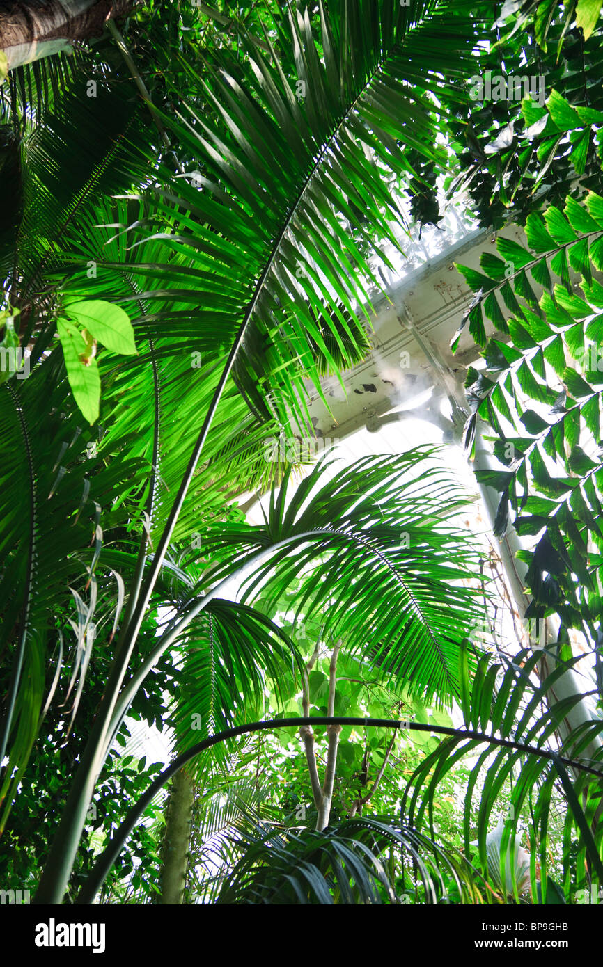 Palm leaves in the Victorian Palm House at Kew Gardens, London, England ...