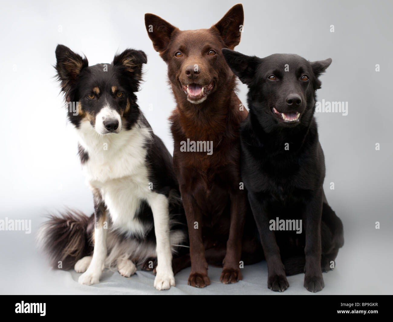 three dogs sitting in studio Stock Photo - Alamy
