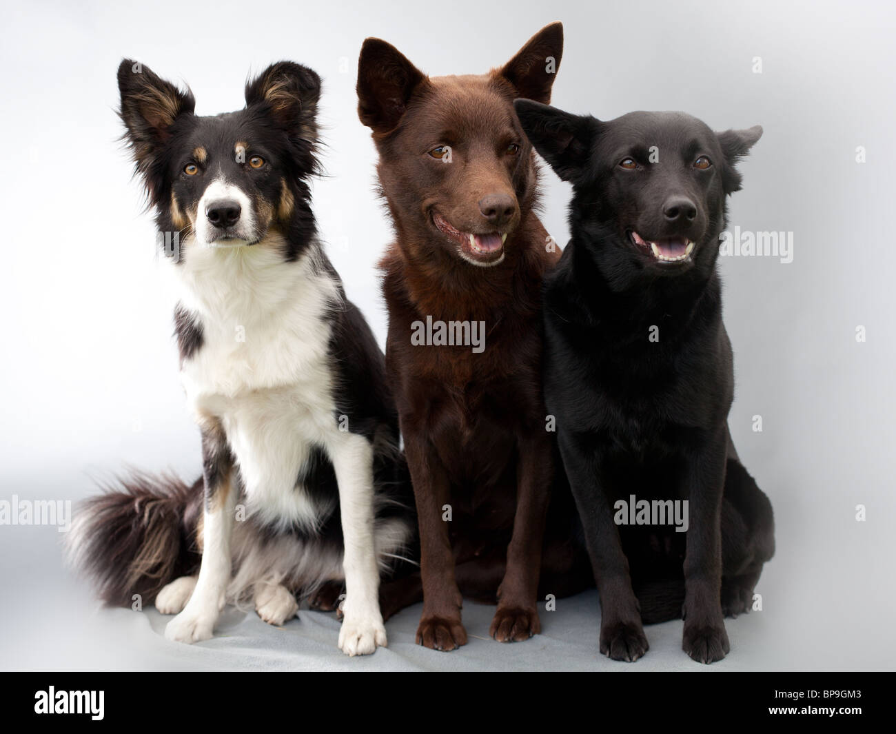 three dogs sitting in studio Stock Photo - Alamy