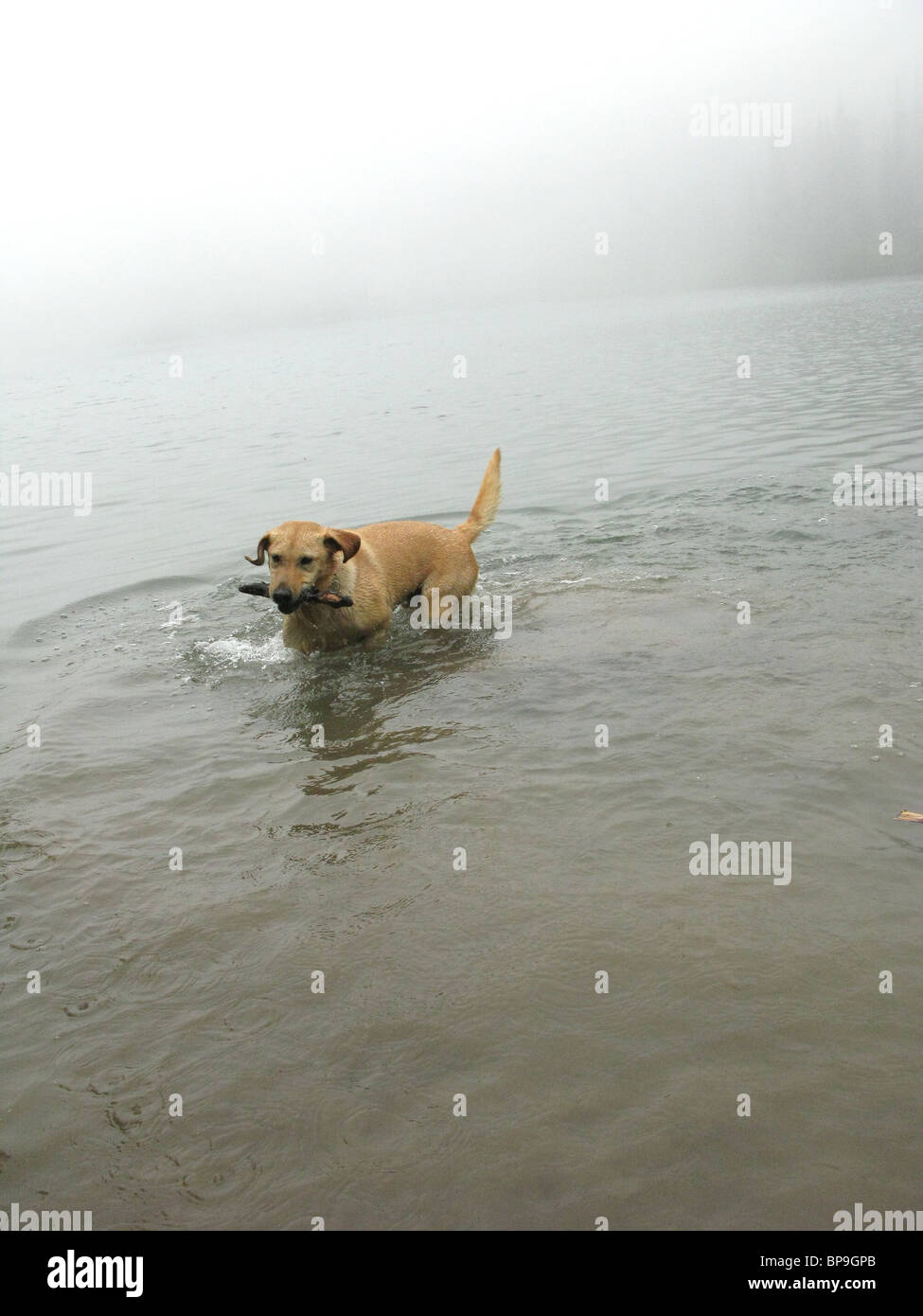 Labrador retrieving stick hi-res stock photography and images - Alamy