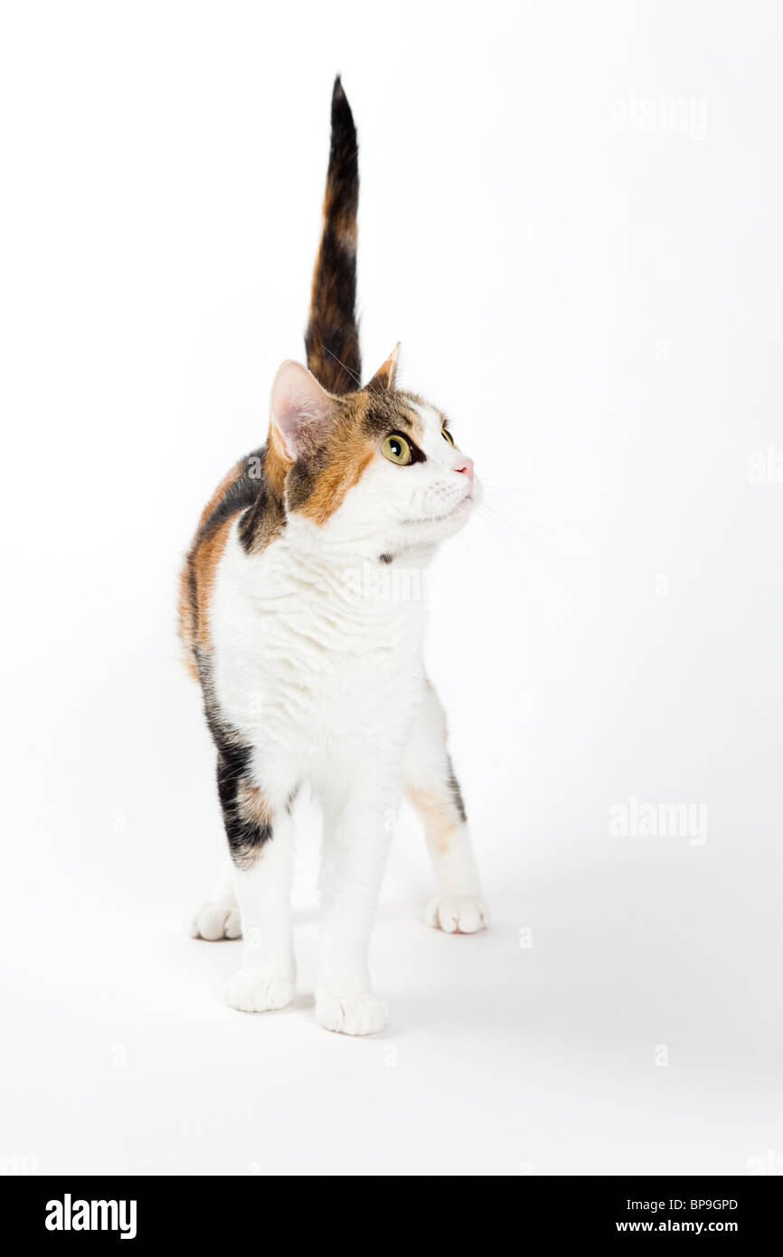 cute cat in studio Stock Photo - Alamy