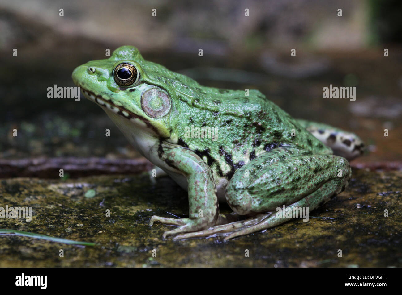Bright Green Bullfrog Stock Photo - Alamy