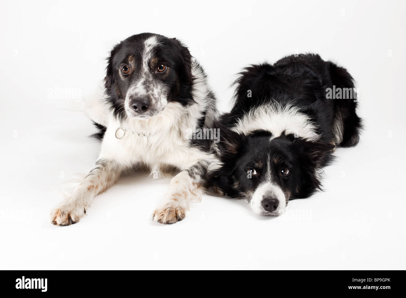 Two bordercollies hi-res stock photography and images - Alamy
