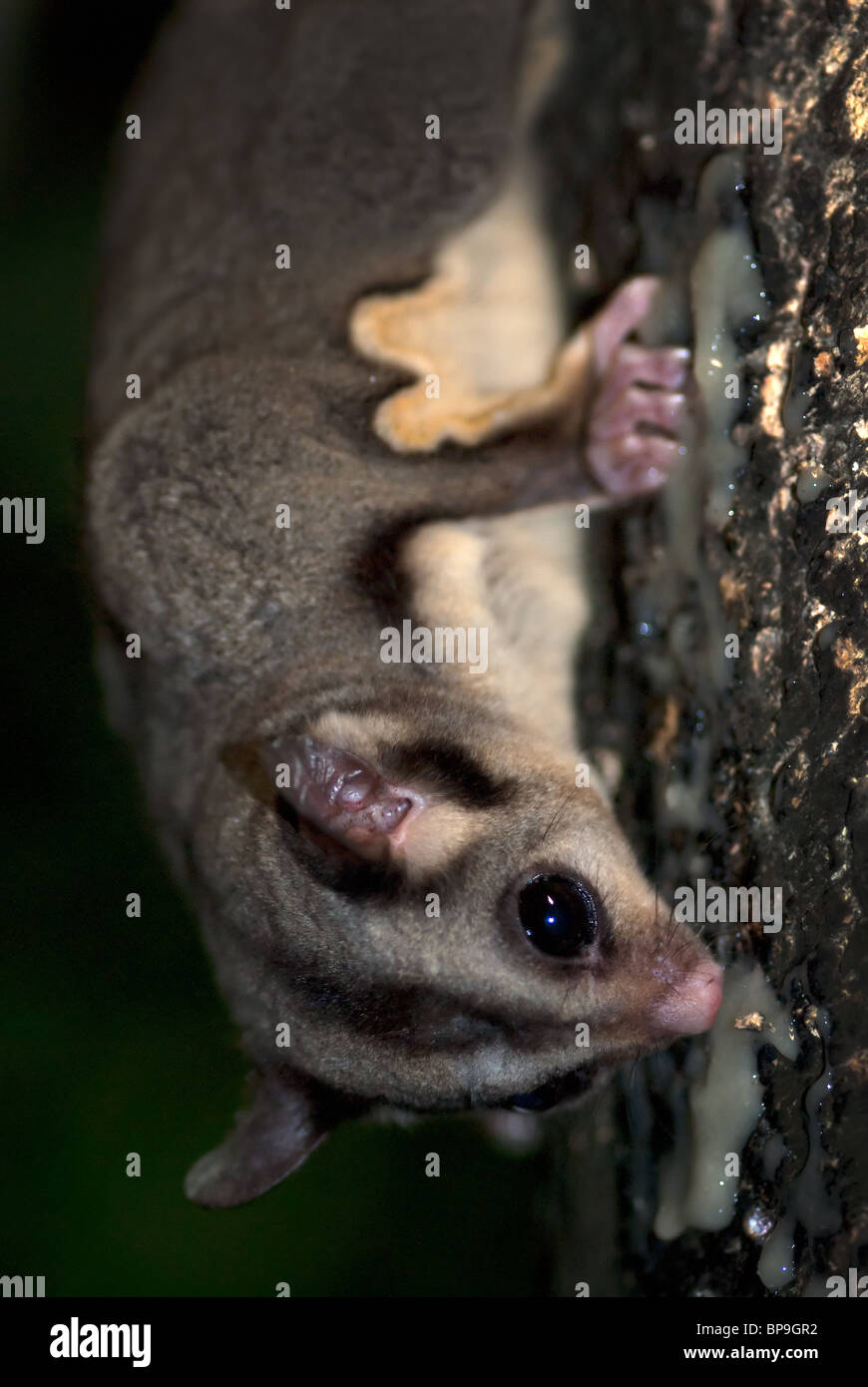 Sugar Glider Petaurus breviceps Stock Photo - Alamy
