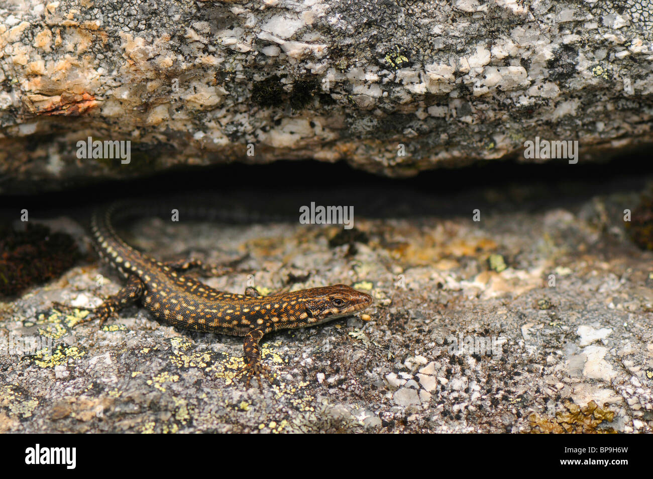 Lizard portugal hi-res stock photography and images - Alamy