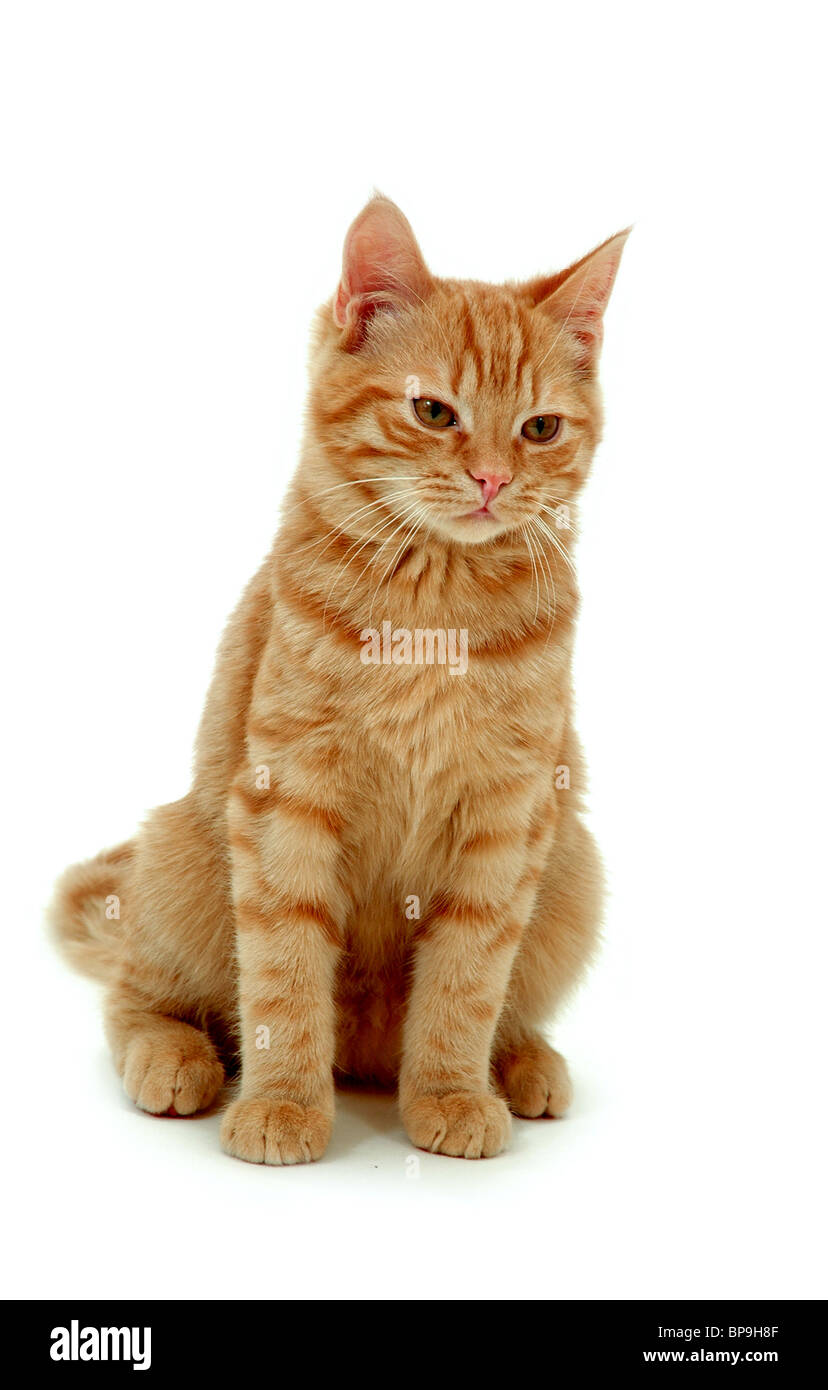 Sad Kitten White Background