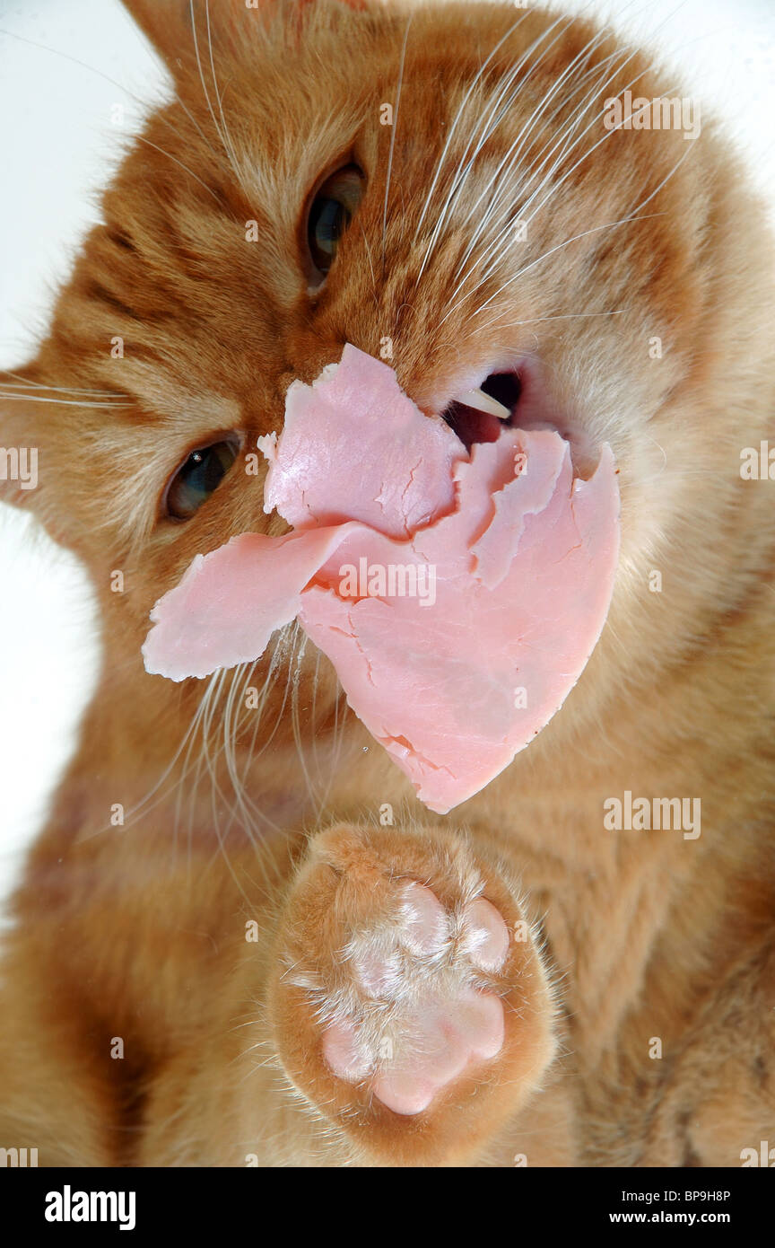 A hungry cat is eating meat on a glass table Stock Photo - Alamy