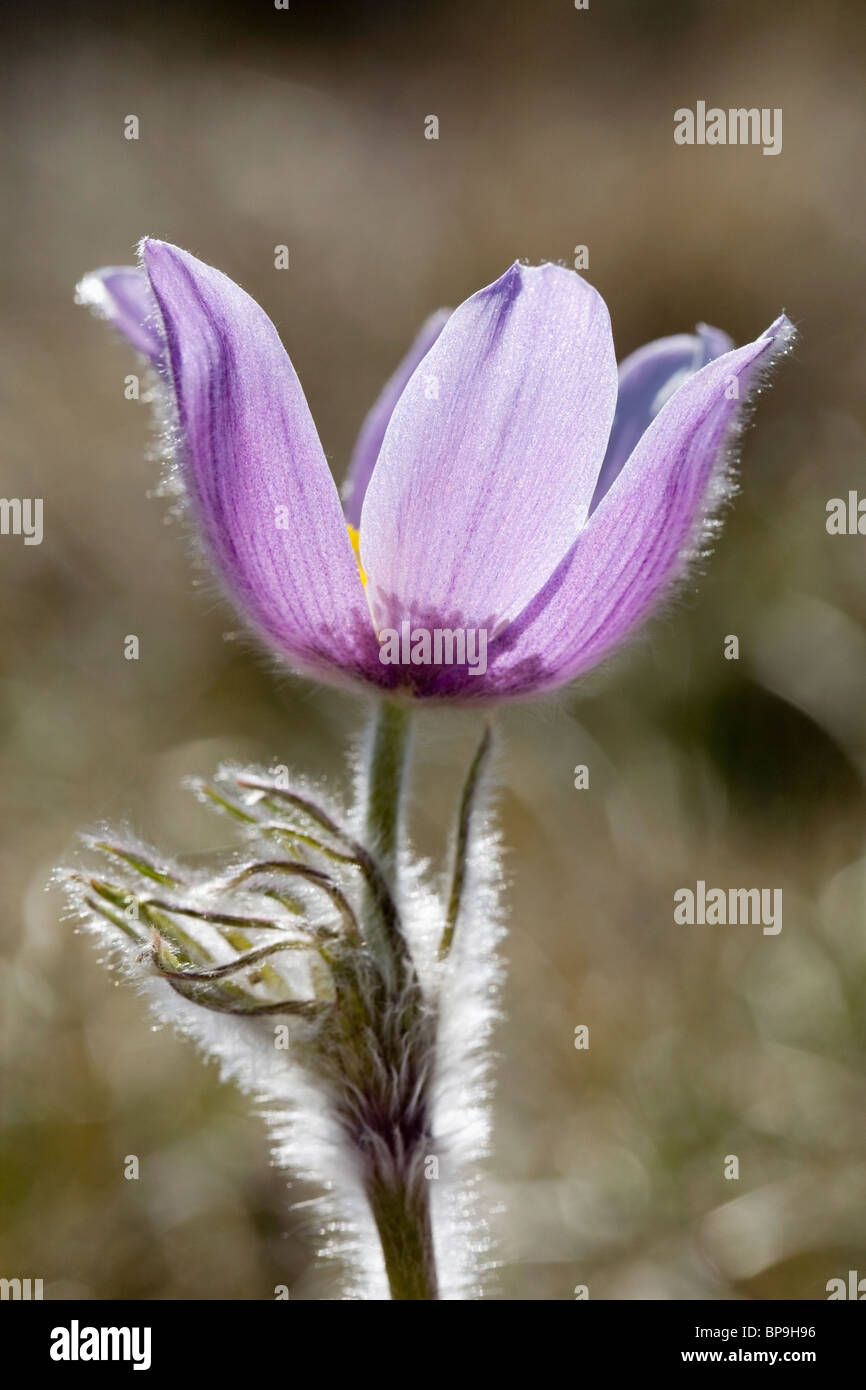 Calgary, Alberta, Canada; A Prairie Crocus (Pulsatilla Stock Photo - Alamy