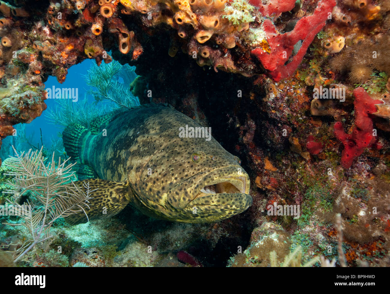A Goliath grouper (Epinephelus itajara) hides beneath an overhang on a ...