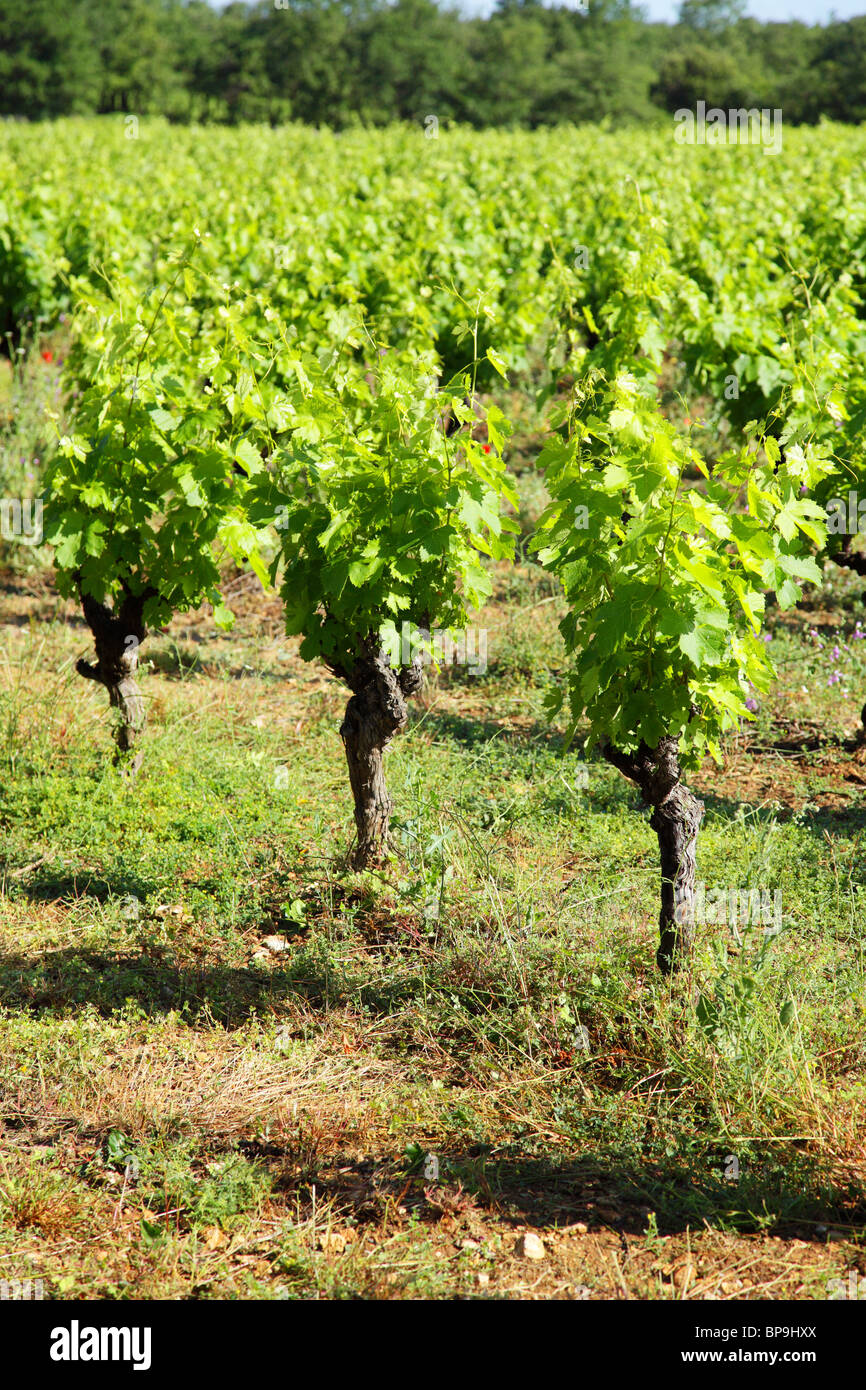 Vine field hi-res stock photography and images - Alamy