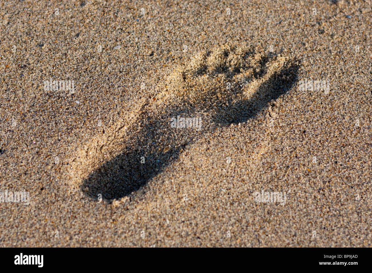Close up of a single footstep in the sand at the beach Stock Photo - Alamy