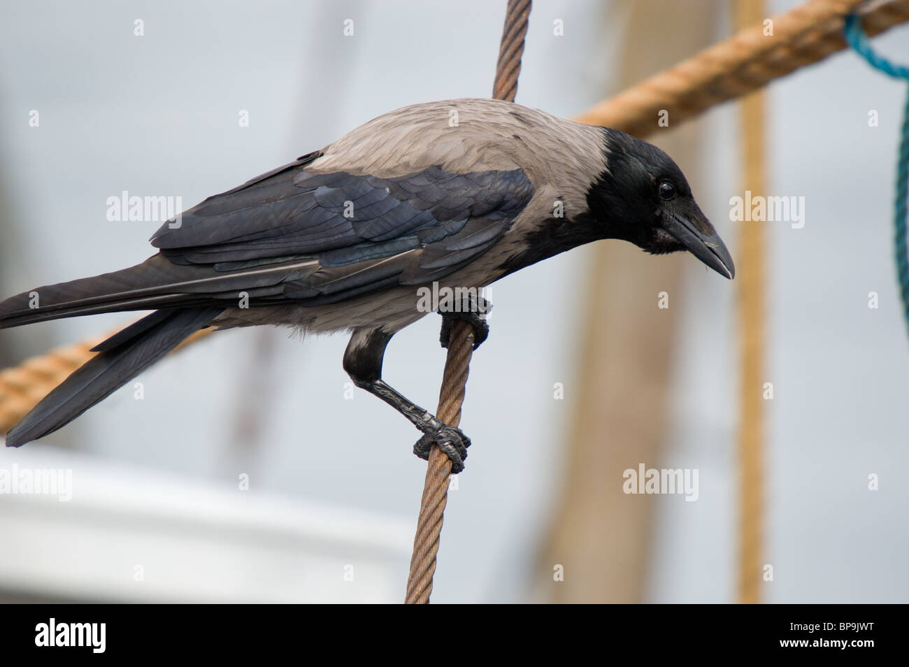 Hooded crow uk hi-res stock photography and images - Alamy