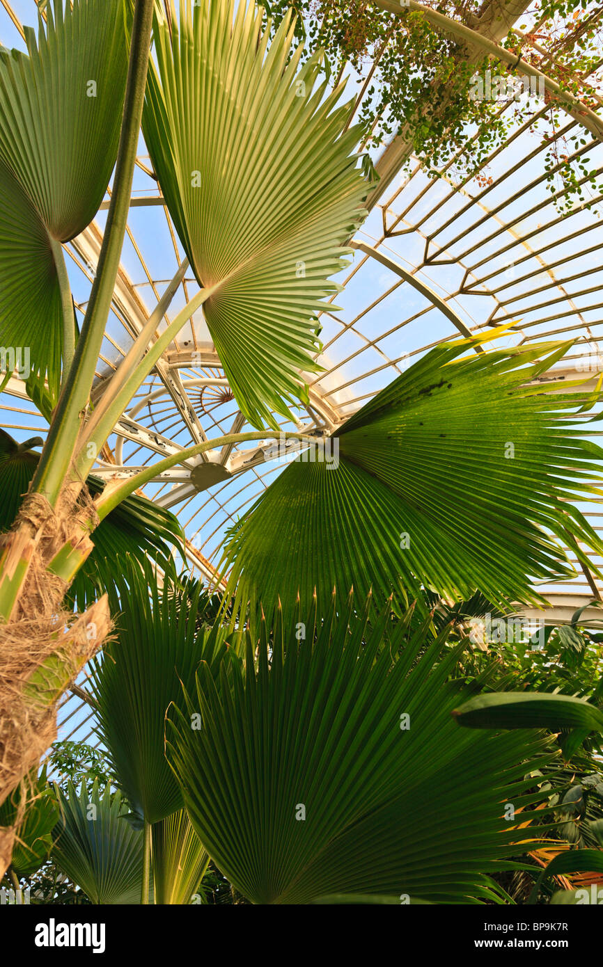 Palm leaves in the Victorian Palm House at Kew Gardens, London, England ...
