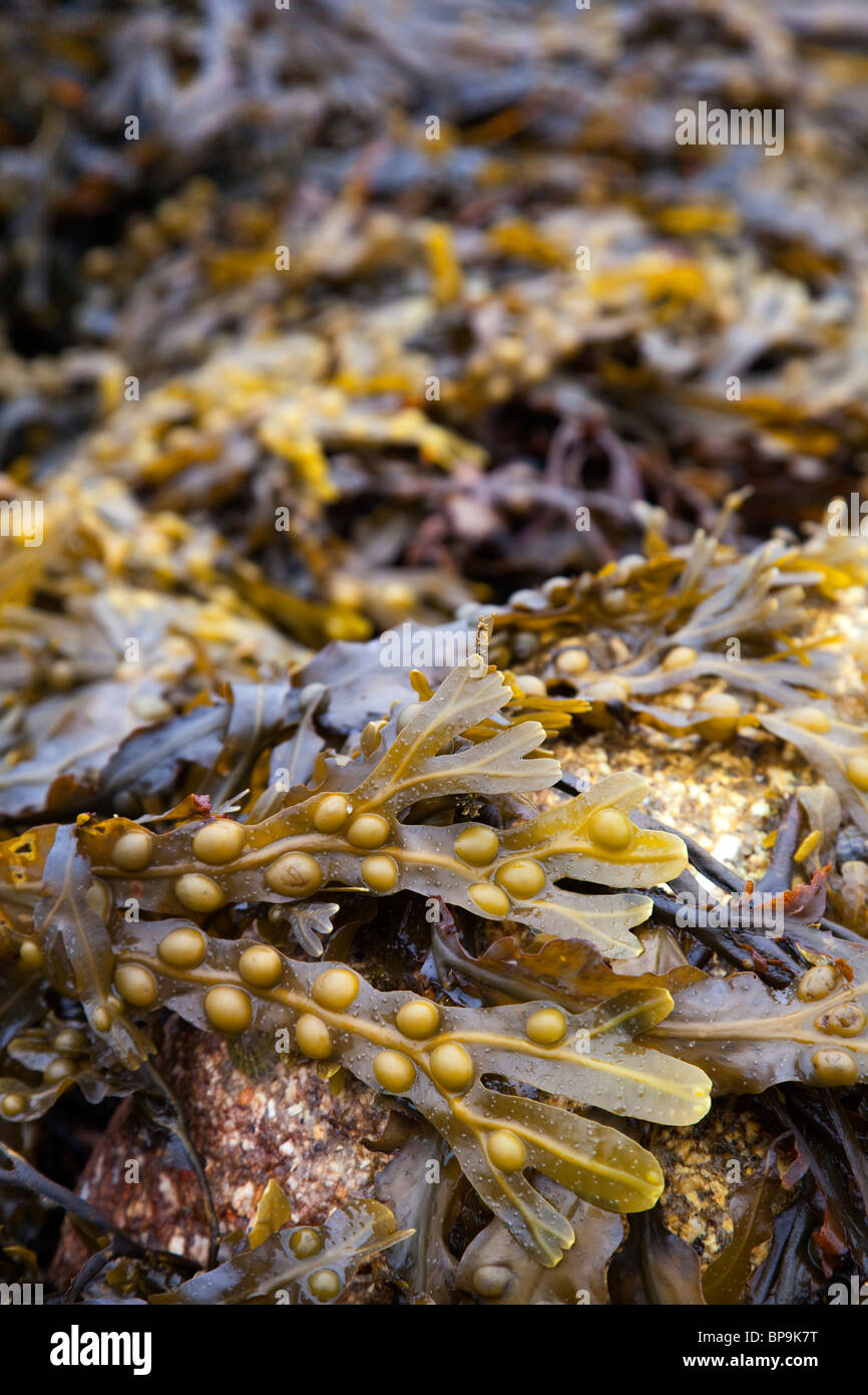 Seaweed hi-res stock photography and images - Alamy