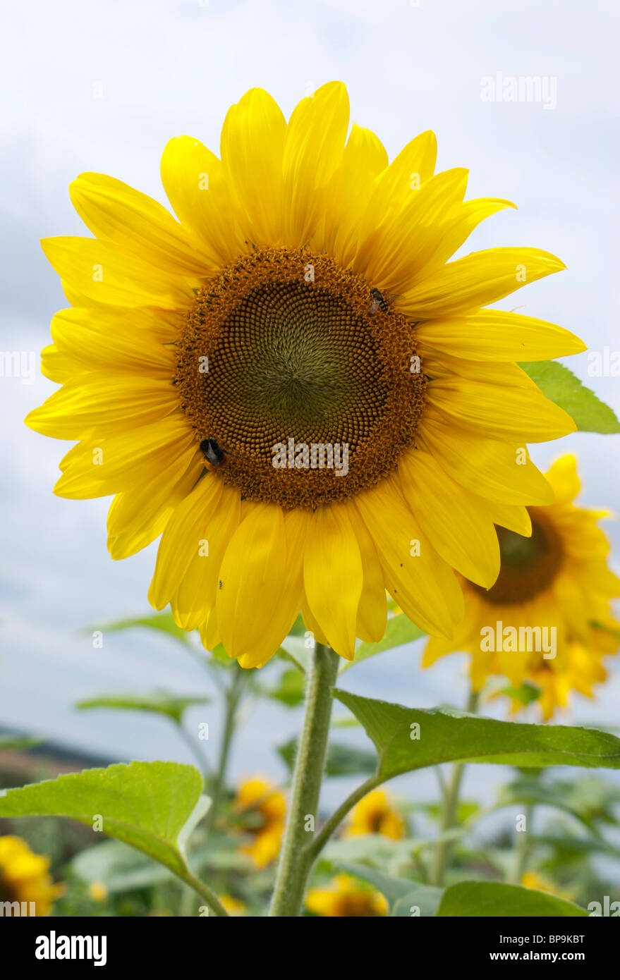 Single sunflower head Stock Photo - Alamy
