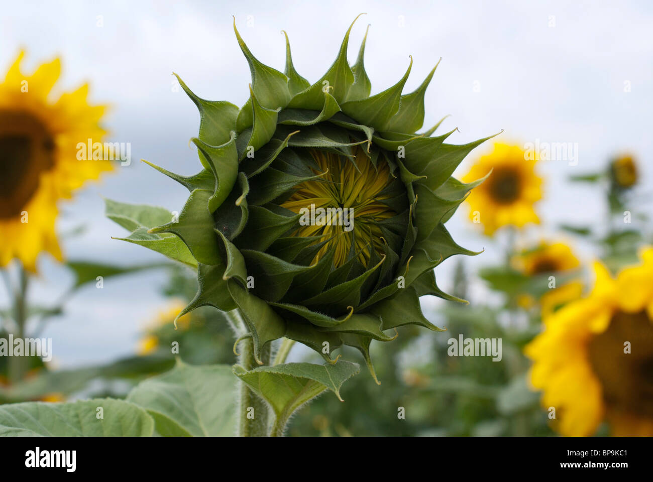 Closed sunflower hi-res stock photography and images - Alamy