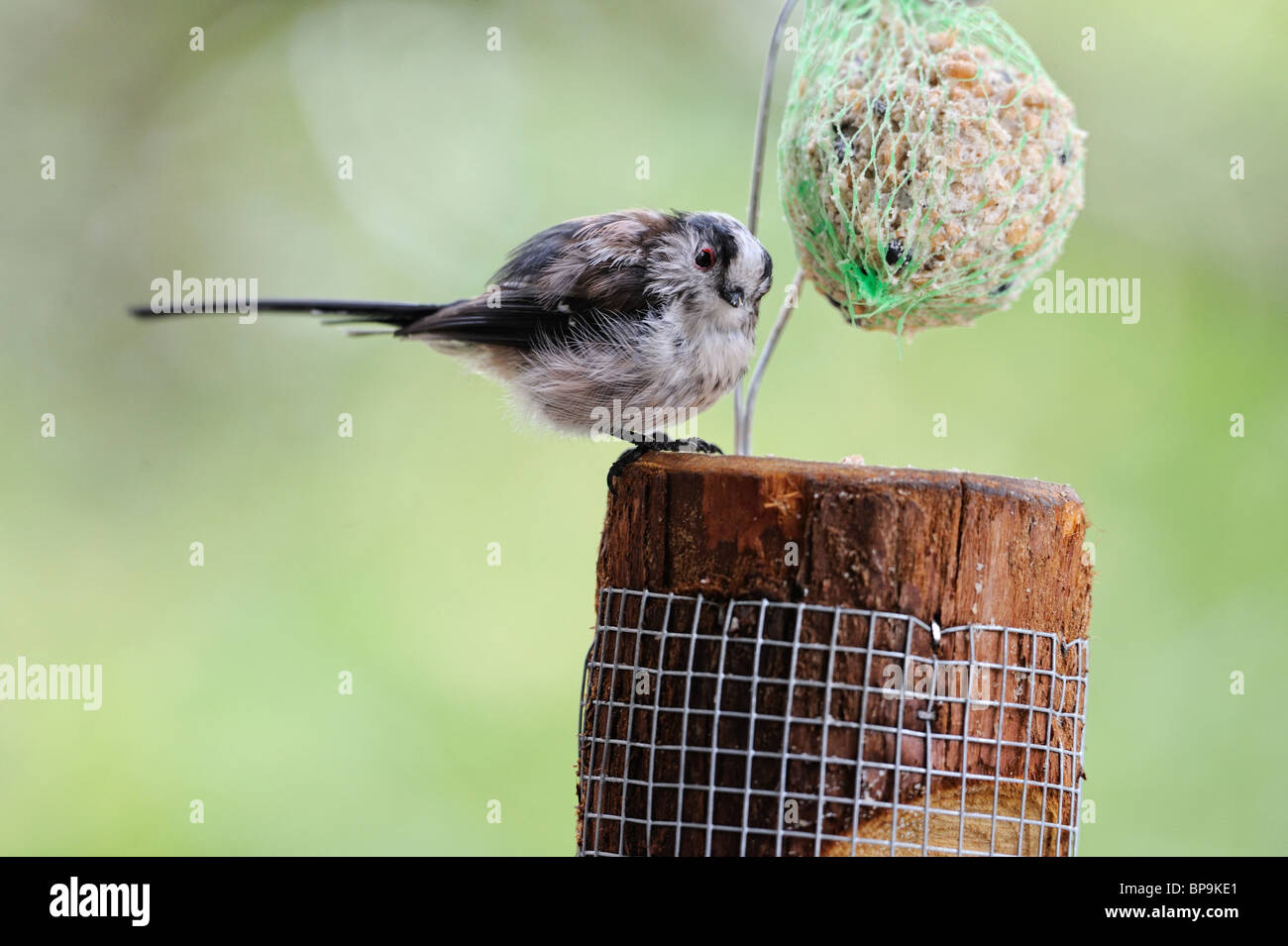 Fledgling long-tailed tit (aegithalos caudatus) feeding on a ball of ...