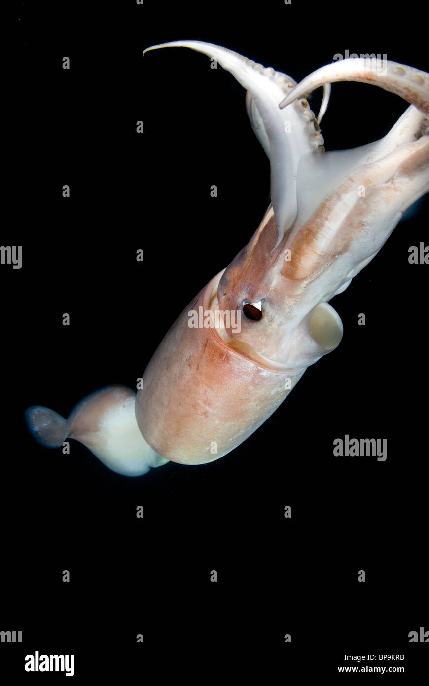 Giant Humboldt Squid (Dosidicus gigas) underwater at night in the Sea ...